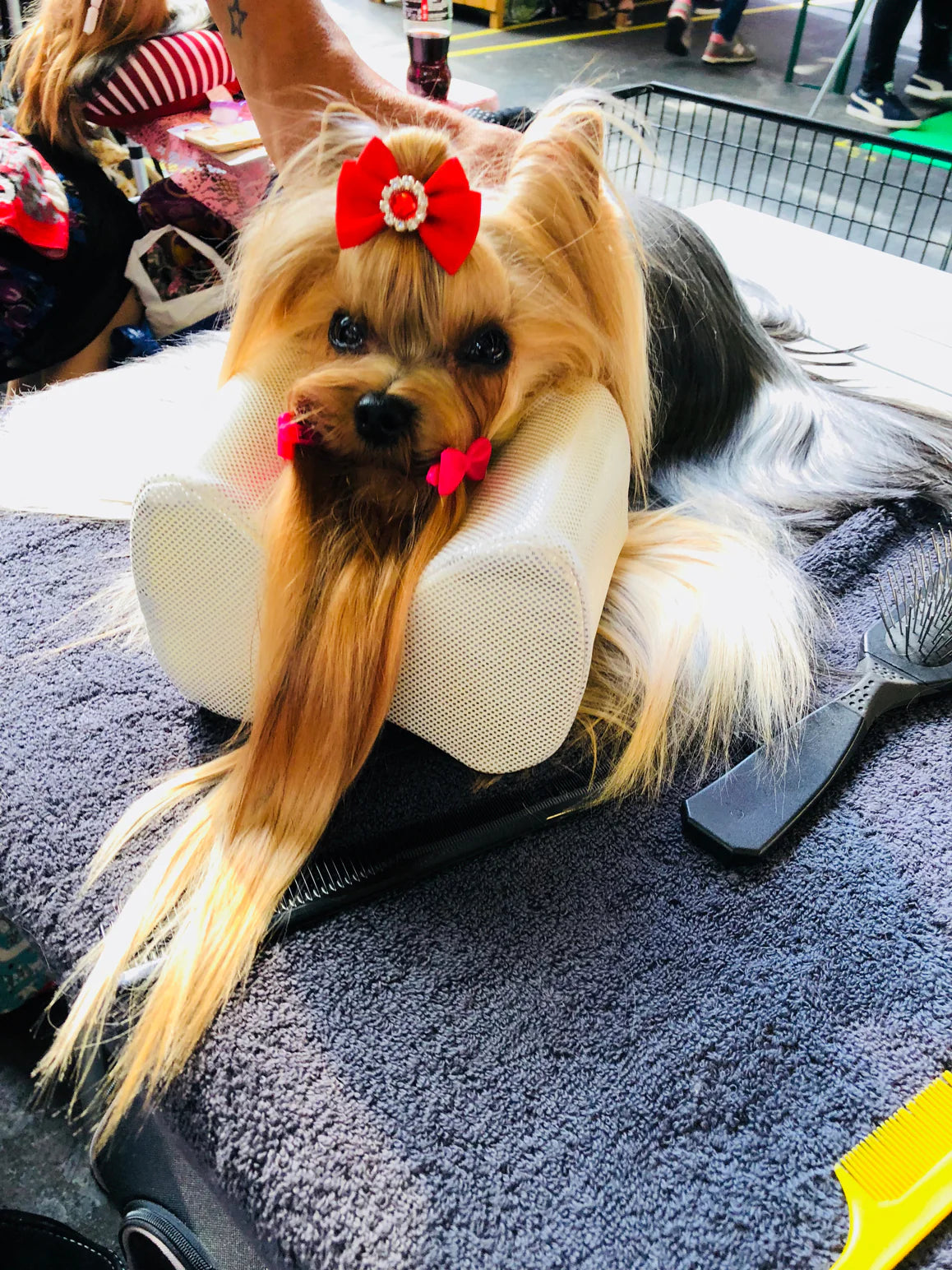 Top Knot Products – dogproductscanada